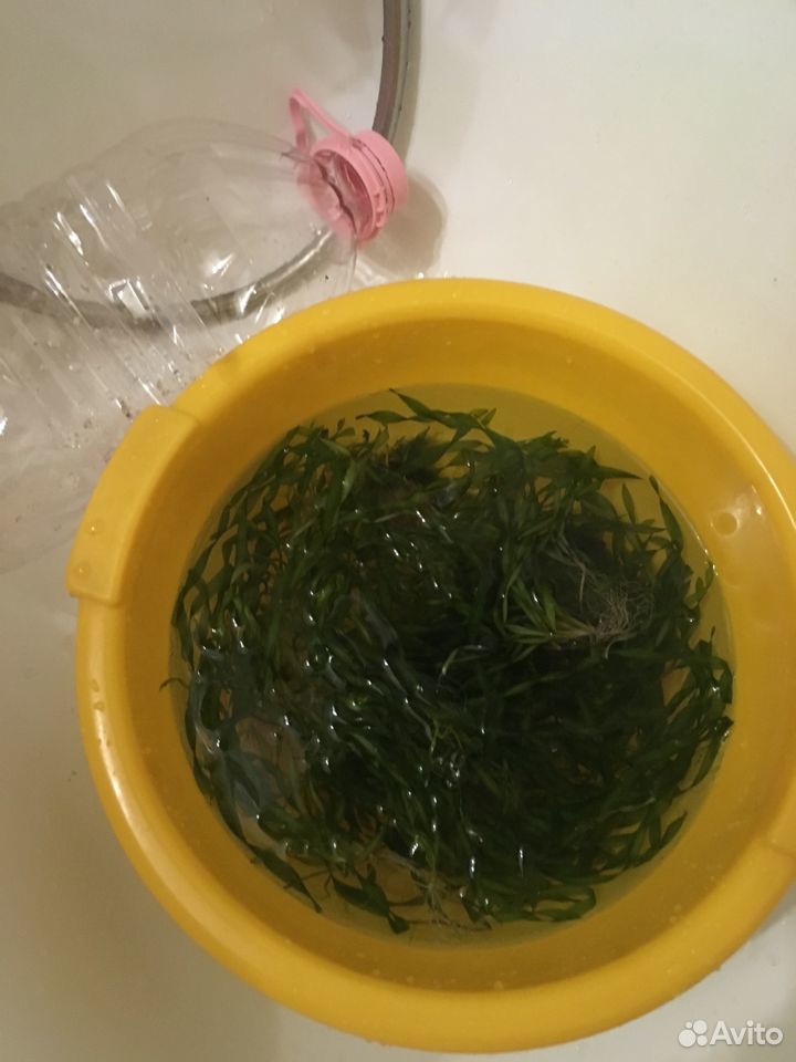 Трава аквариумная