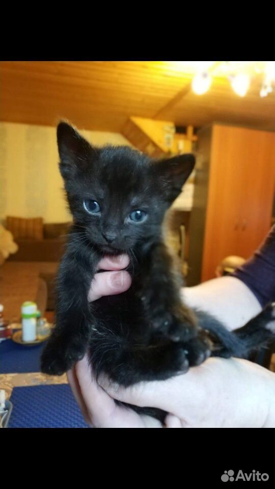 Котенок британец полукровка 1 мес