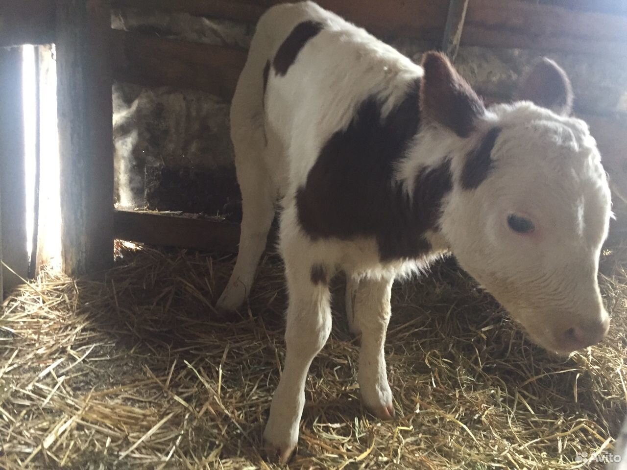 Бычок 2х суточный