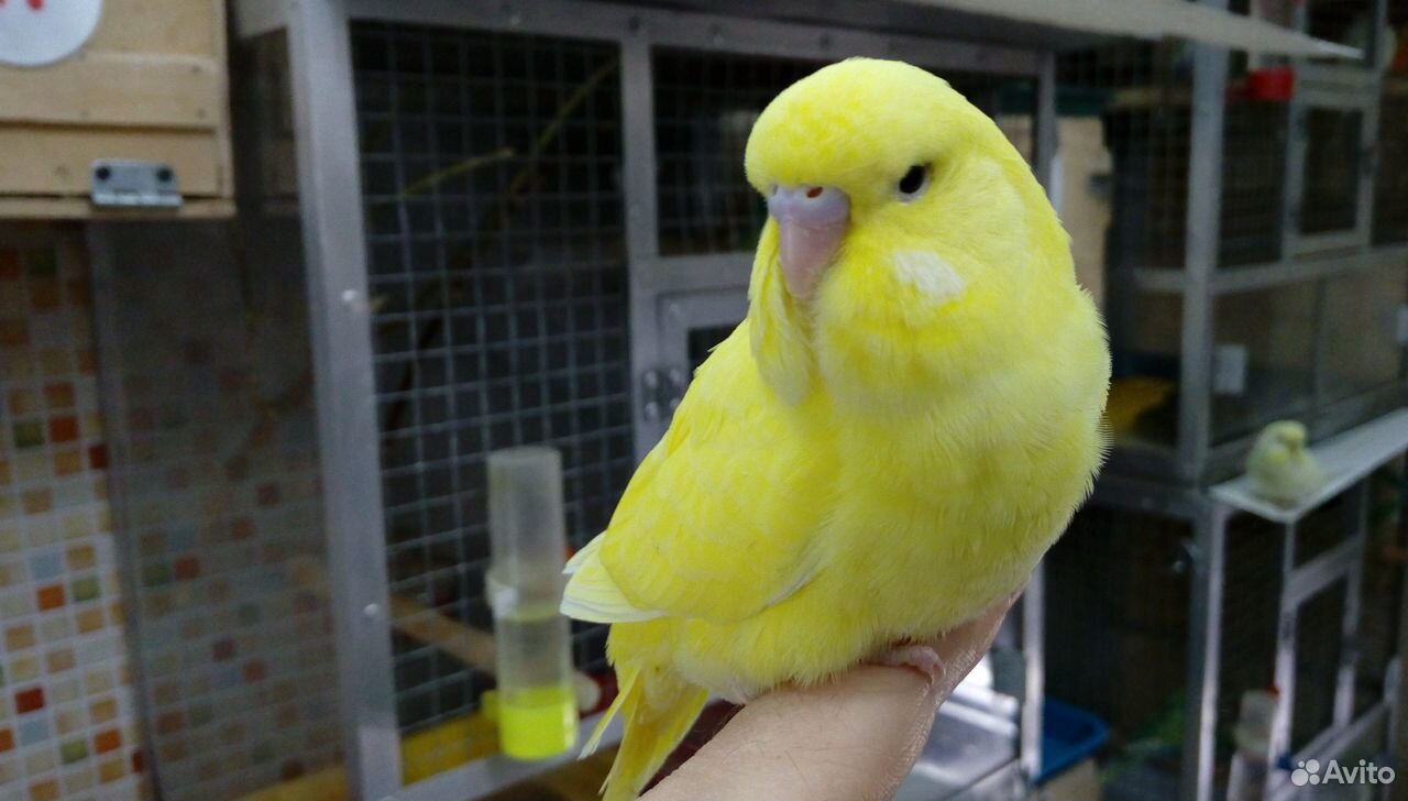 Жёлтый попугайчик, птенчик