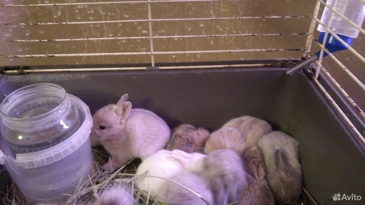 Мини кролики