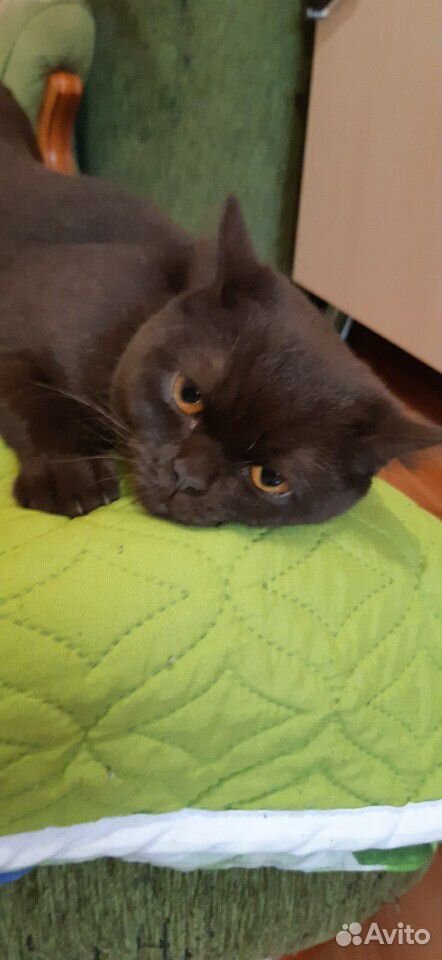 Британская кошечка ищет жениха