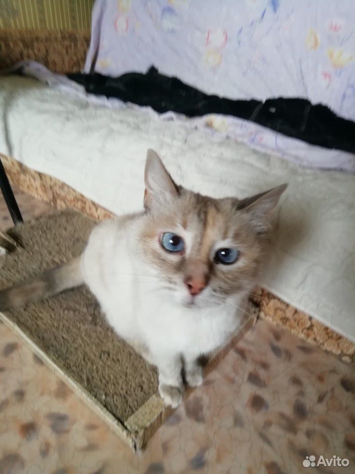 Кошечка с голубыми глазами стерилизована