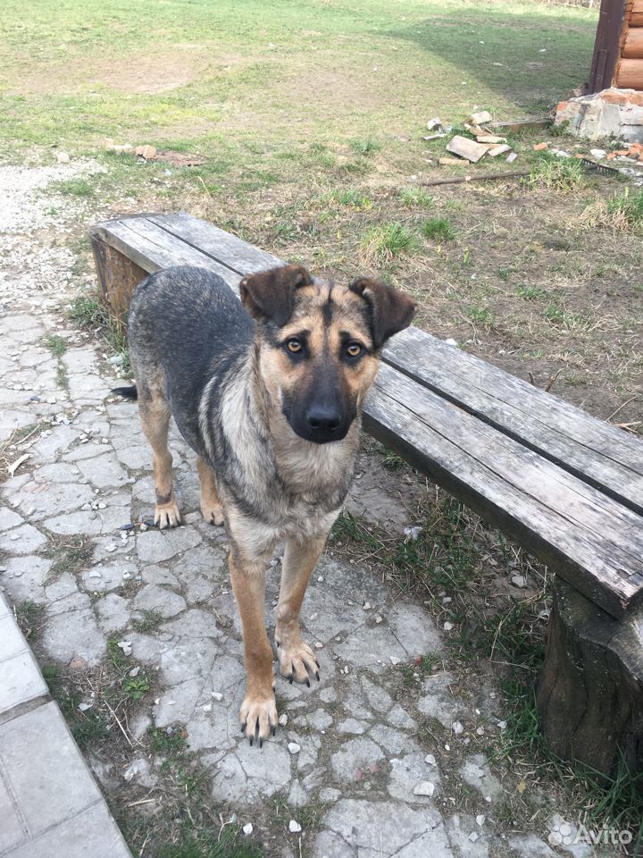 Щенок Кук в добрые руки