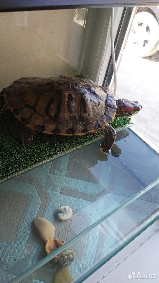 Красноухая черепаха