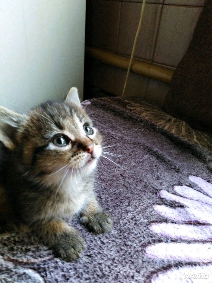 Котики