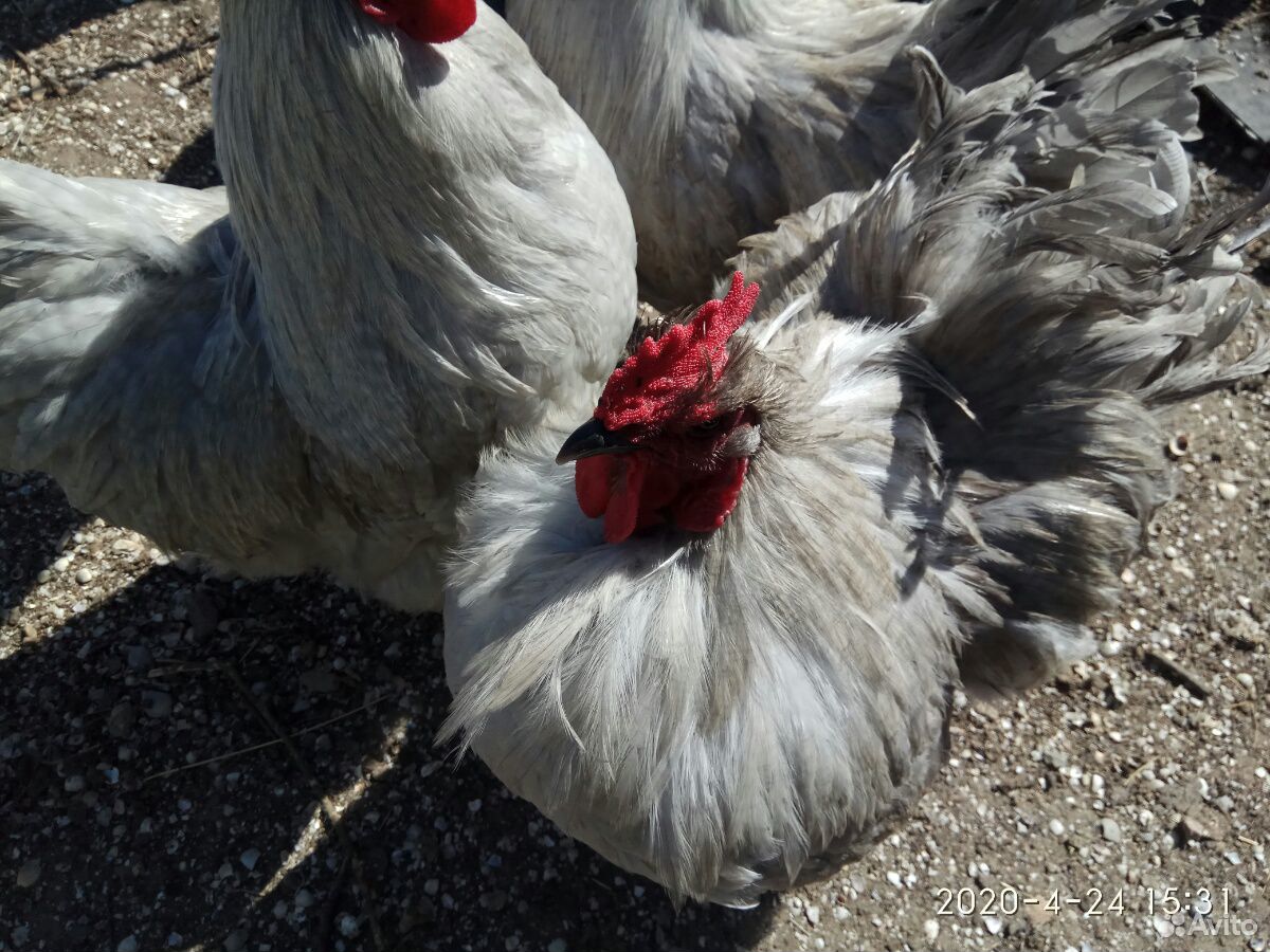 Орпингтоны