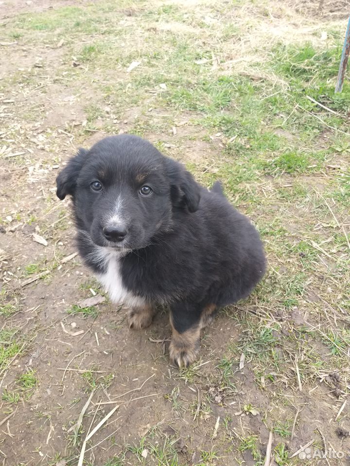 Щенок ищет хозяина