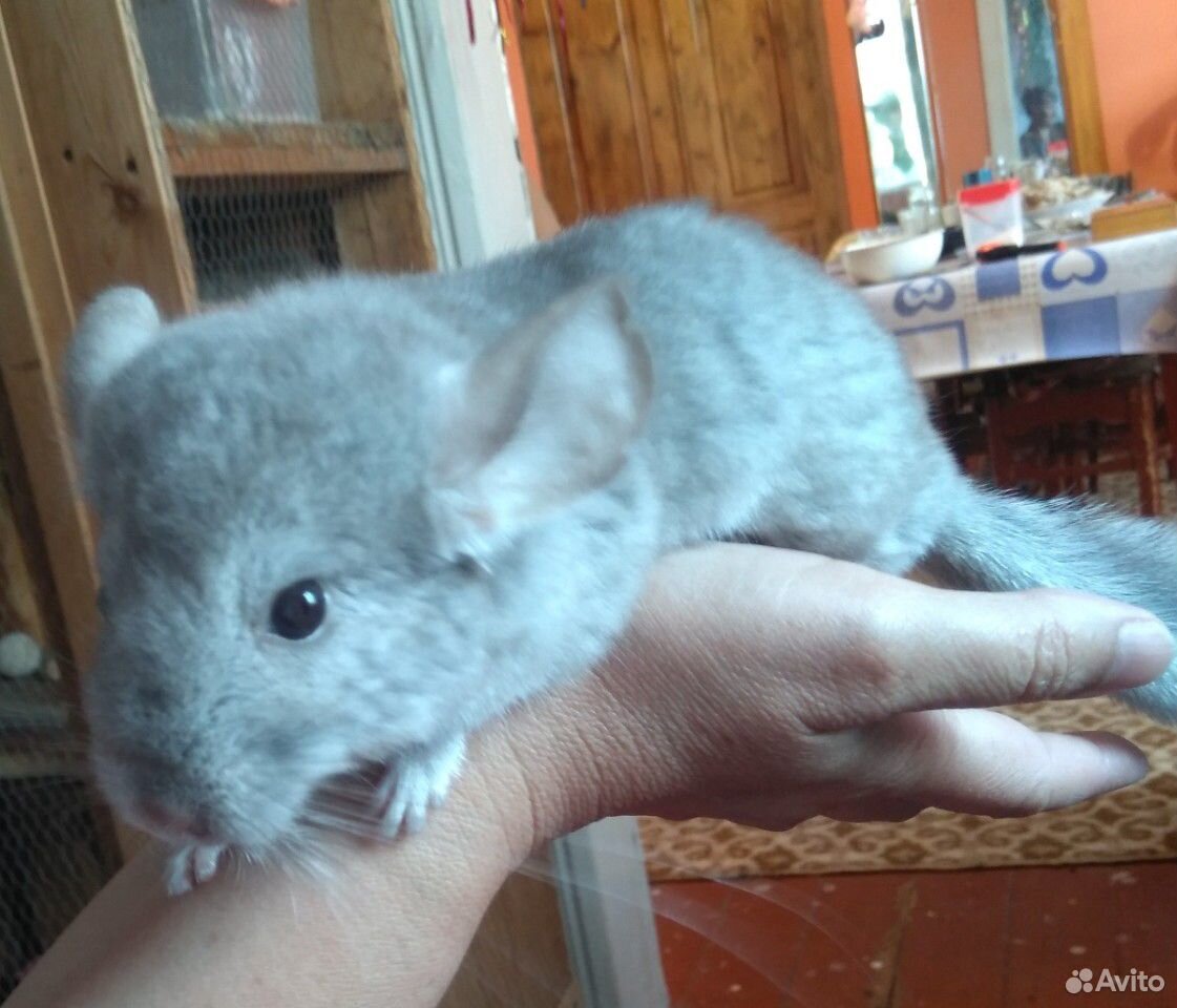 Шиншиллята