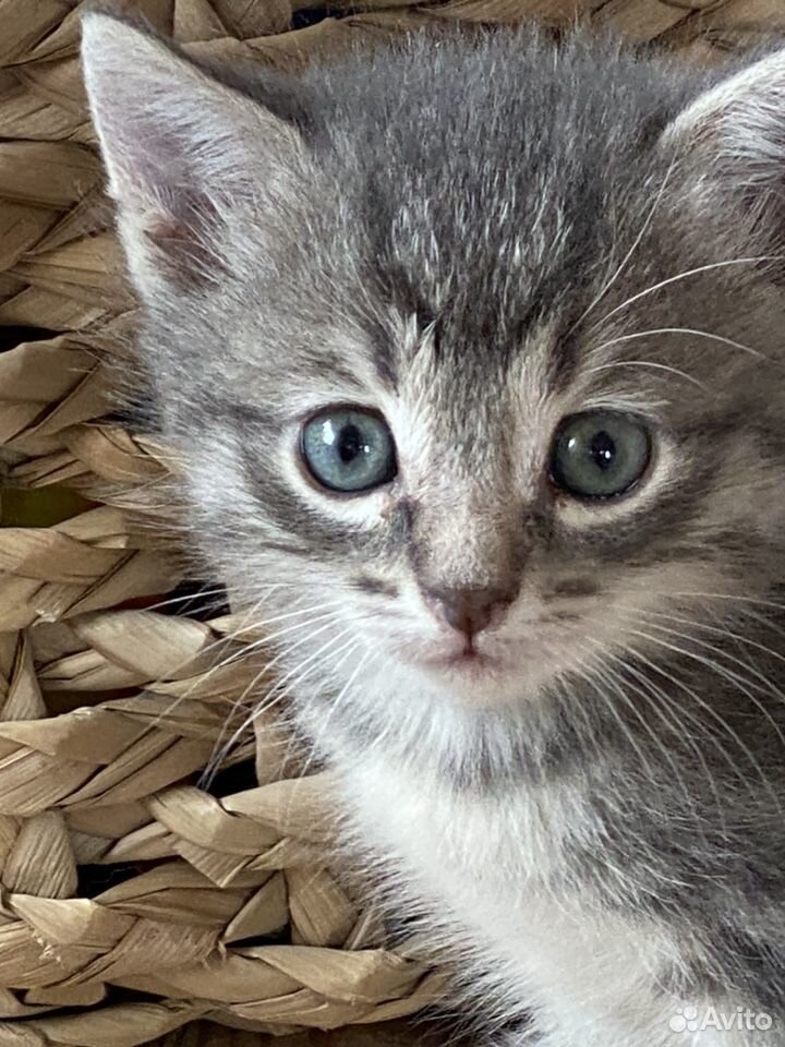 Кошки от Мамы сил-поинт