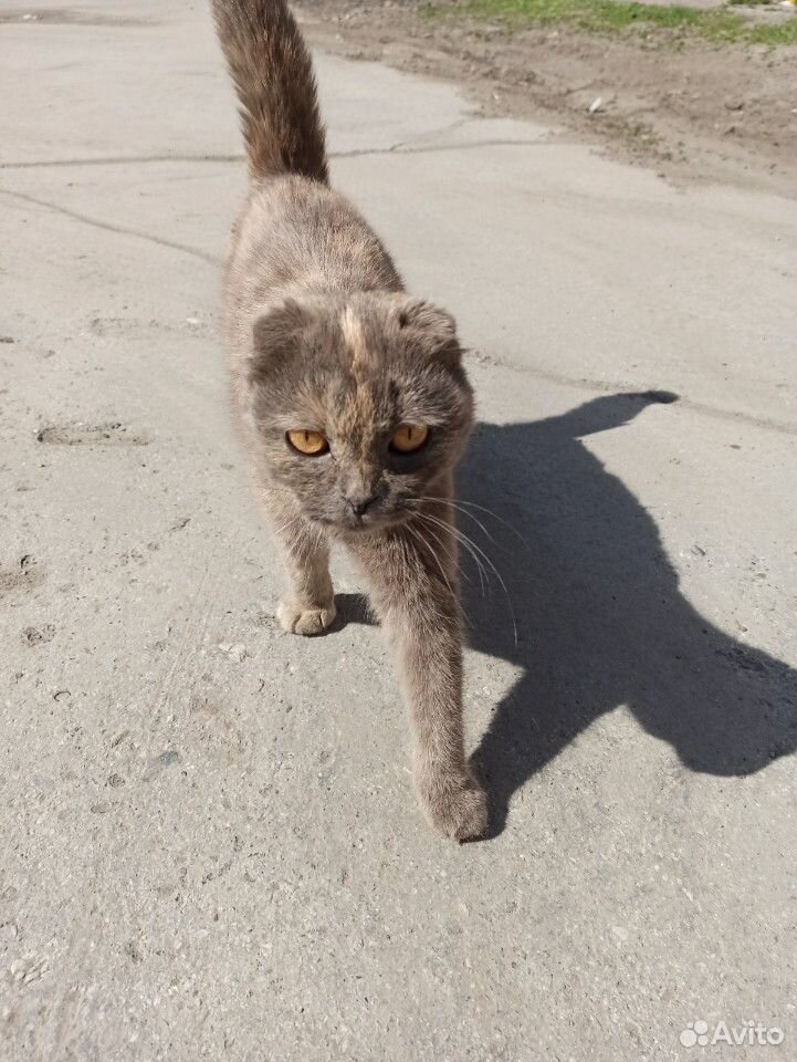 Кошка вислоухая потеряшка