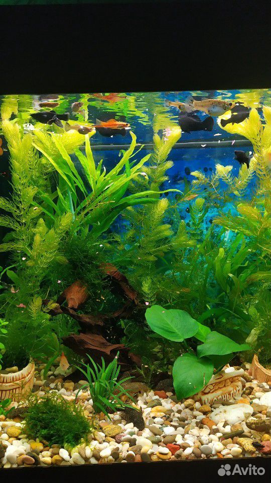 Аквариумное растение и корм