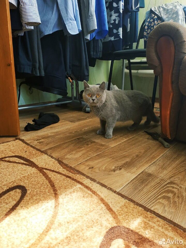 Кошка британская