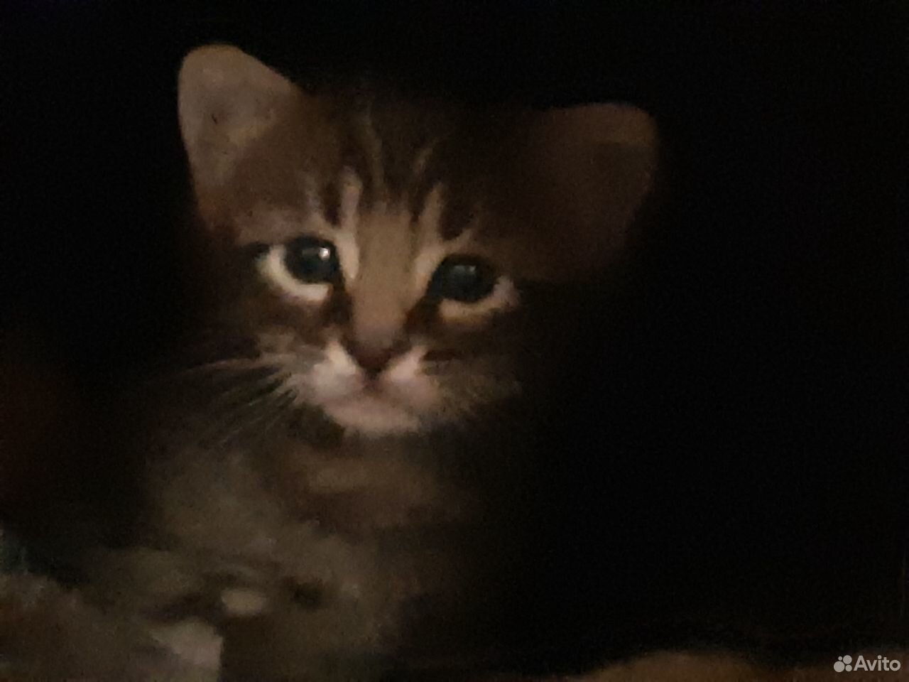 Котята