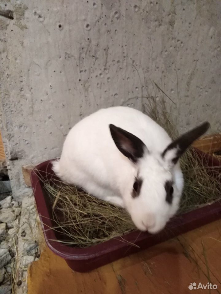 Кролик напрокат