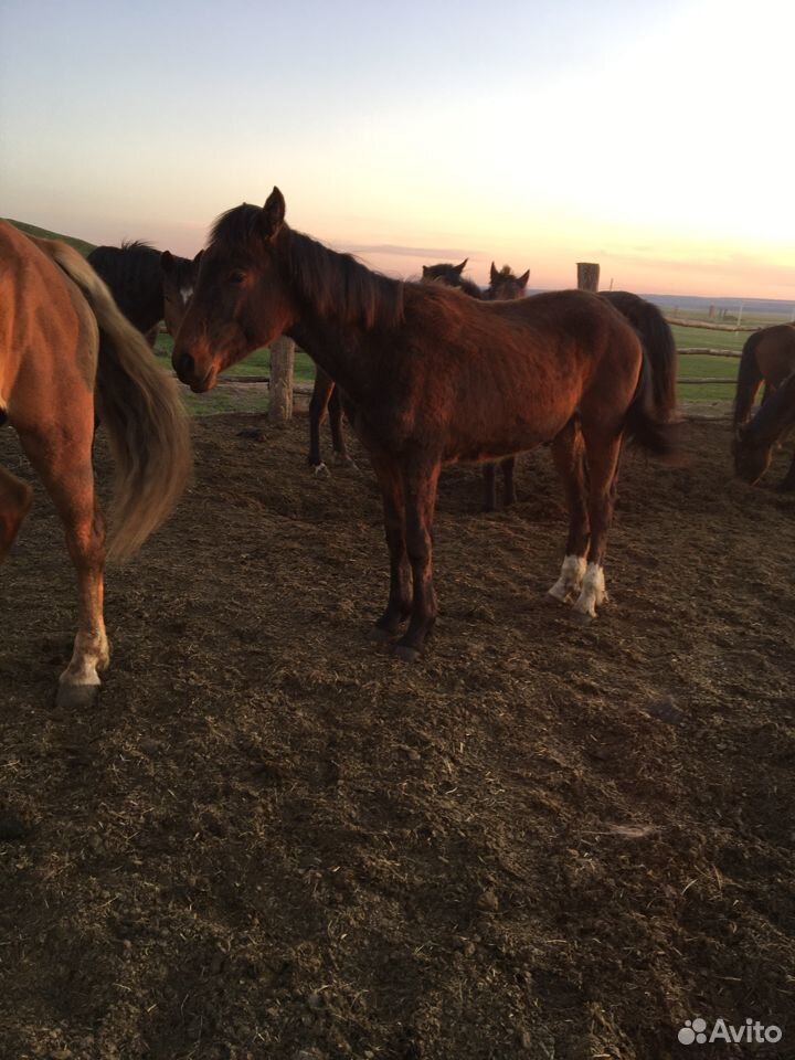 Продаётся жеребёнок