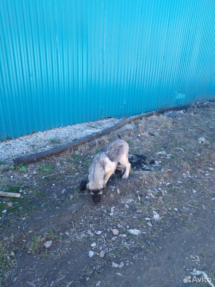 Отдам щенков
