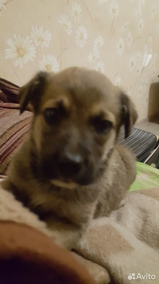 Щенок в дар