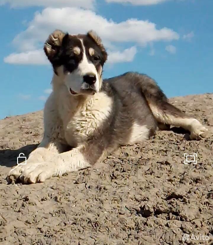 Сао (Алабай)