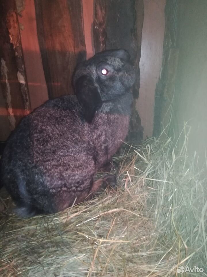 Продам или обменяю кролиху франц баран и крола фла