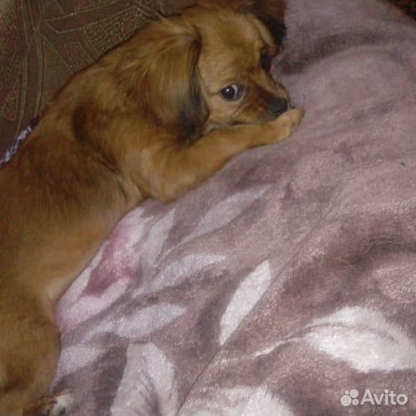 Пропала собачка по кличке Ляля просьба нашедшему в