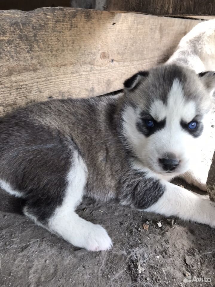 Сибирский хаски