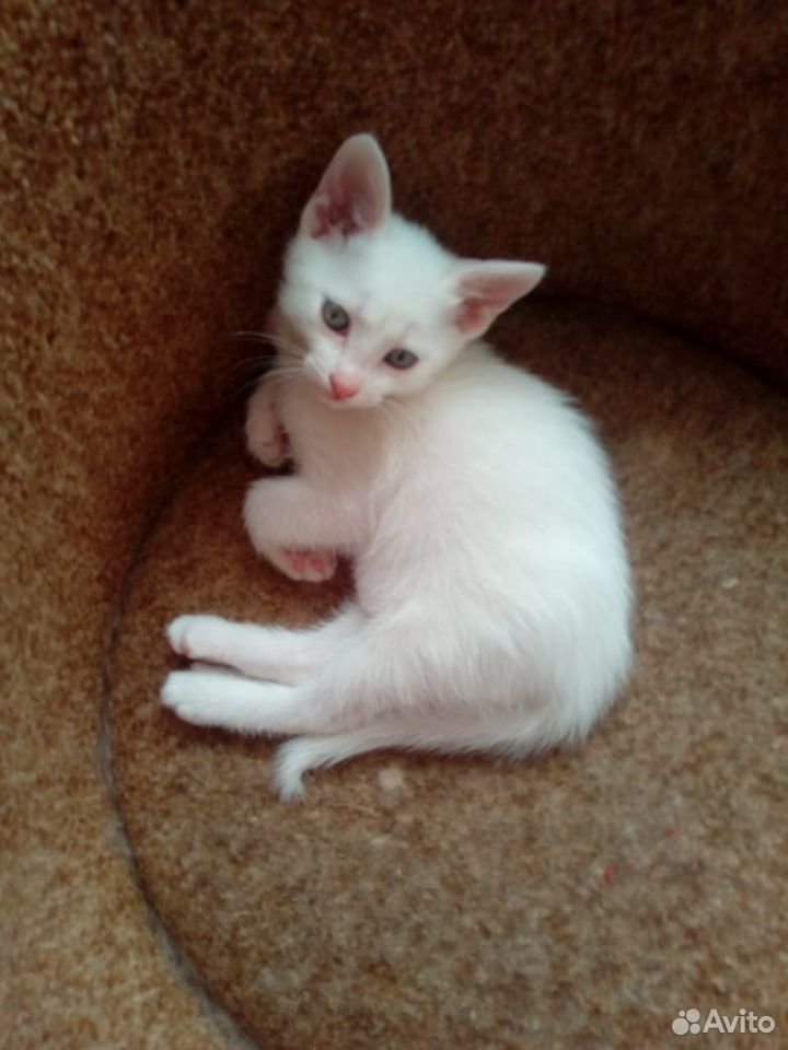 Кошечка беляночка