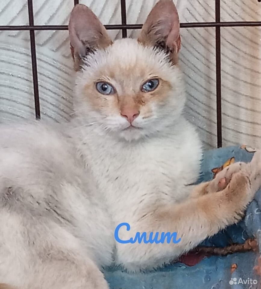 Тайский метис ласковый Смит 5-6 мес ищет свой дом