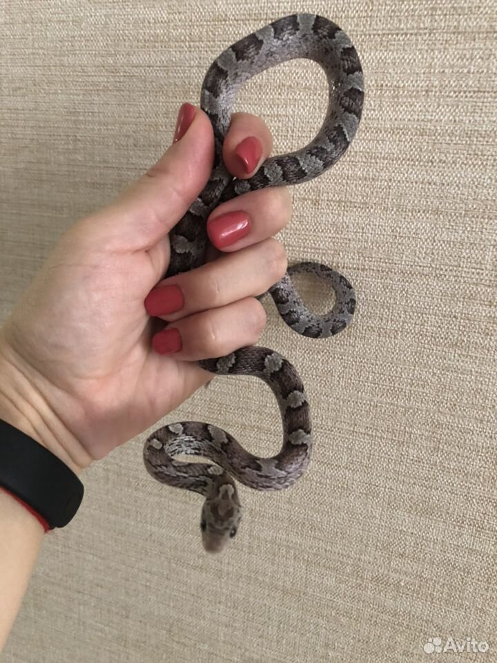 Маисовый полоз, Anery het Lava, Bloodred, самка