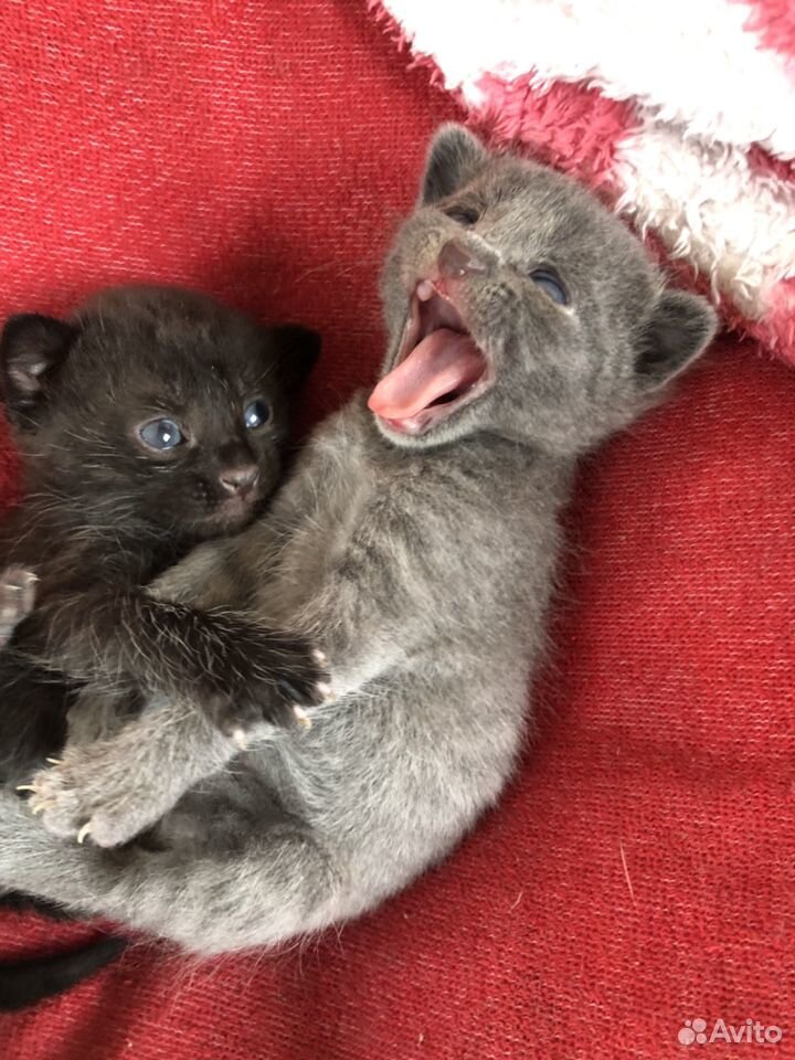 Чистокровные британцы