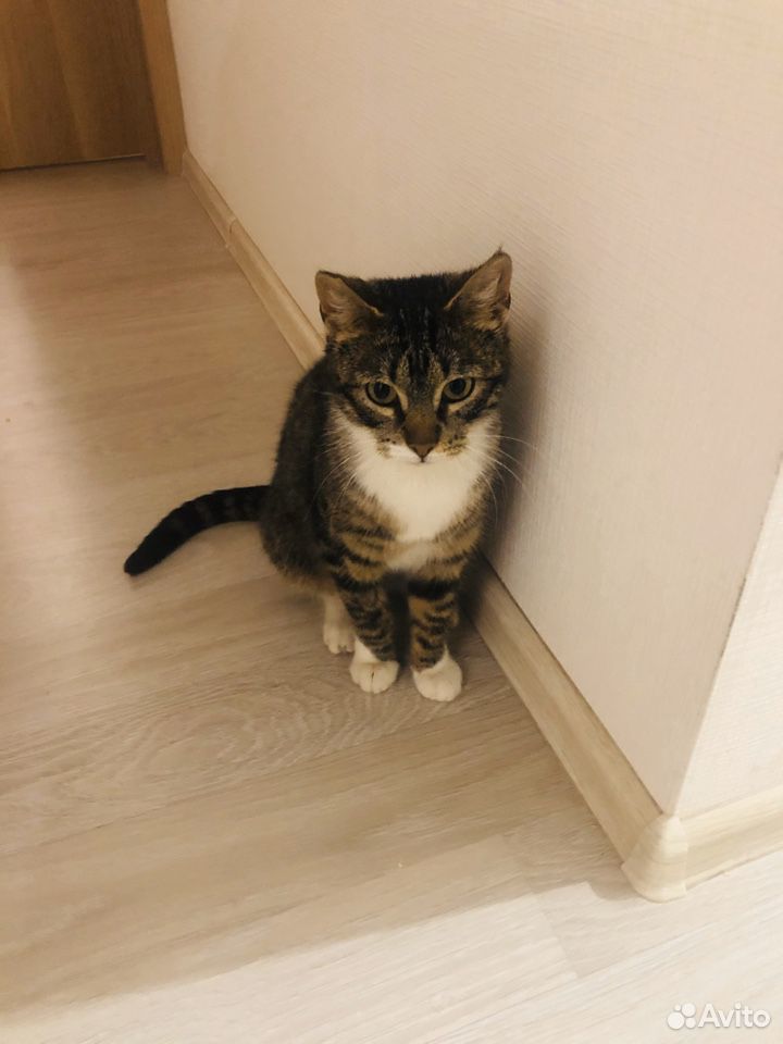 Кошечка 11 месяцев
