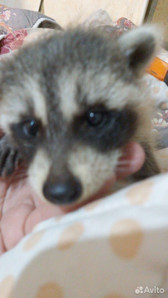 Продаются еноты полоскуны