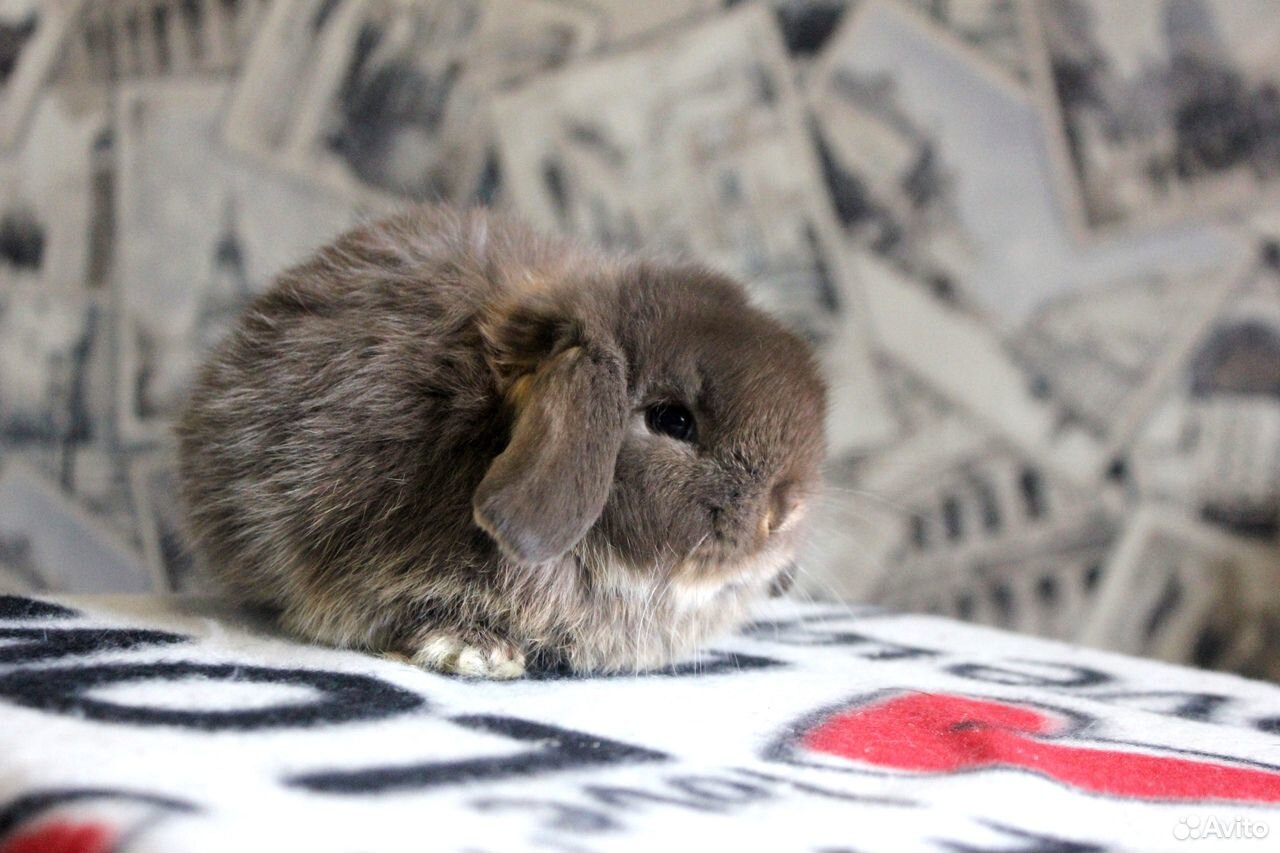 Шоколадный карликовый малыш вислоушка