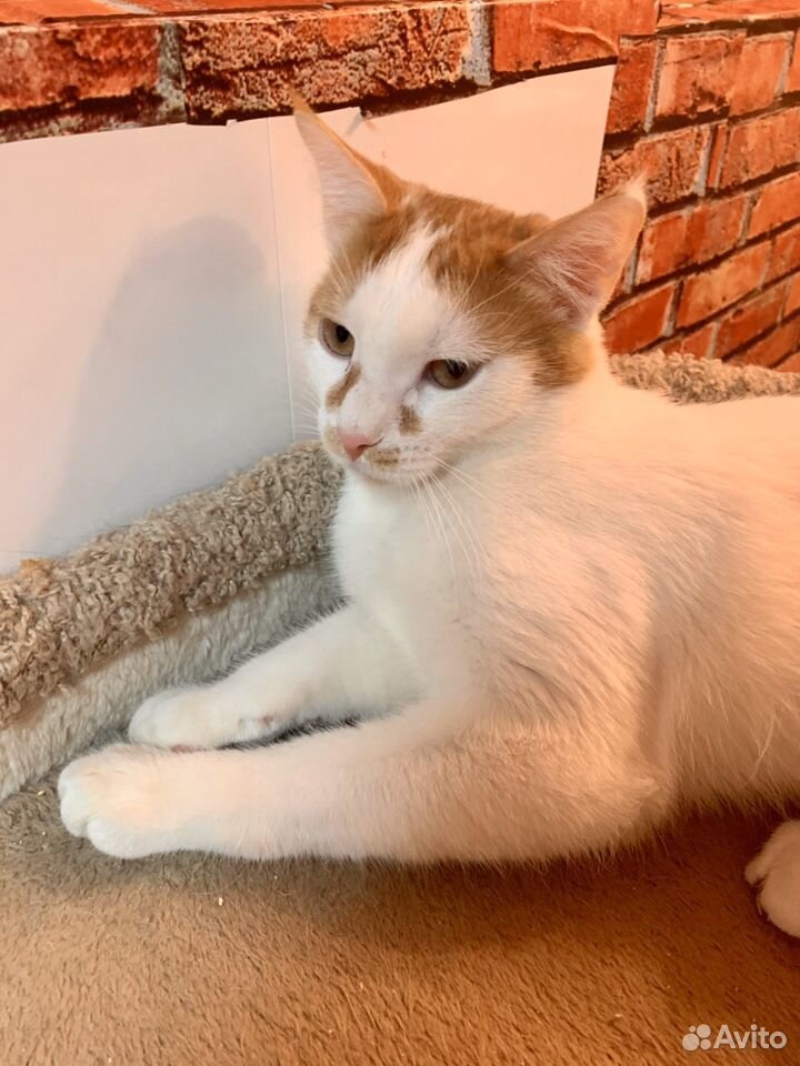 Котёнок Лёва 9 мес ищет дом