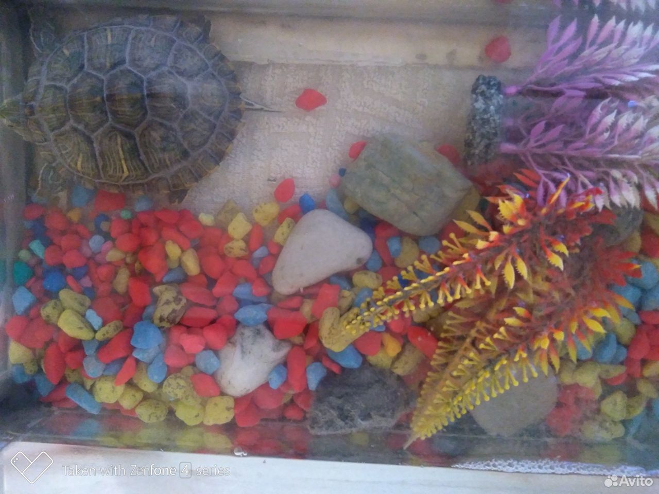 Черепаха красноушка