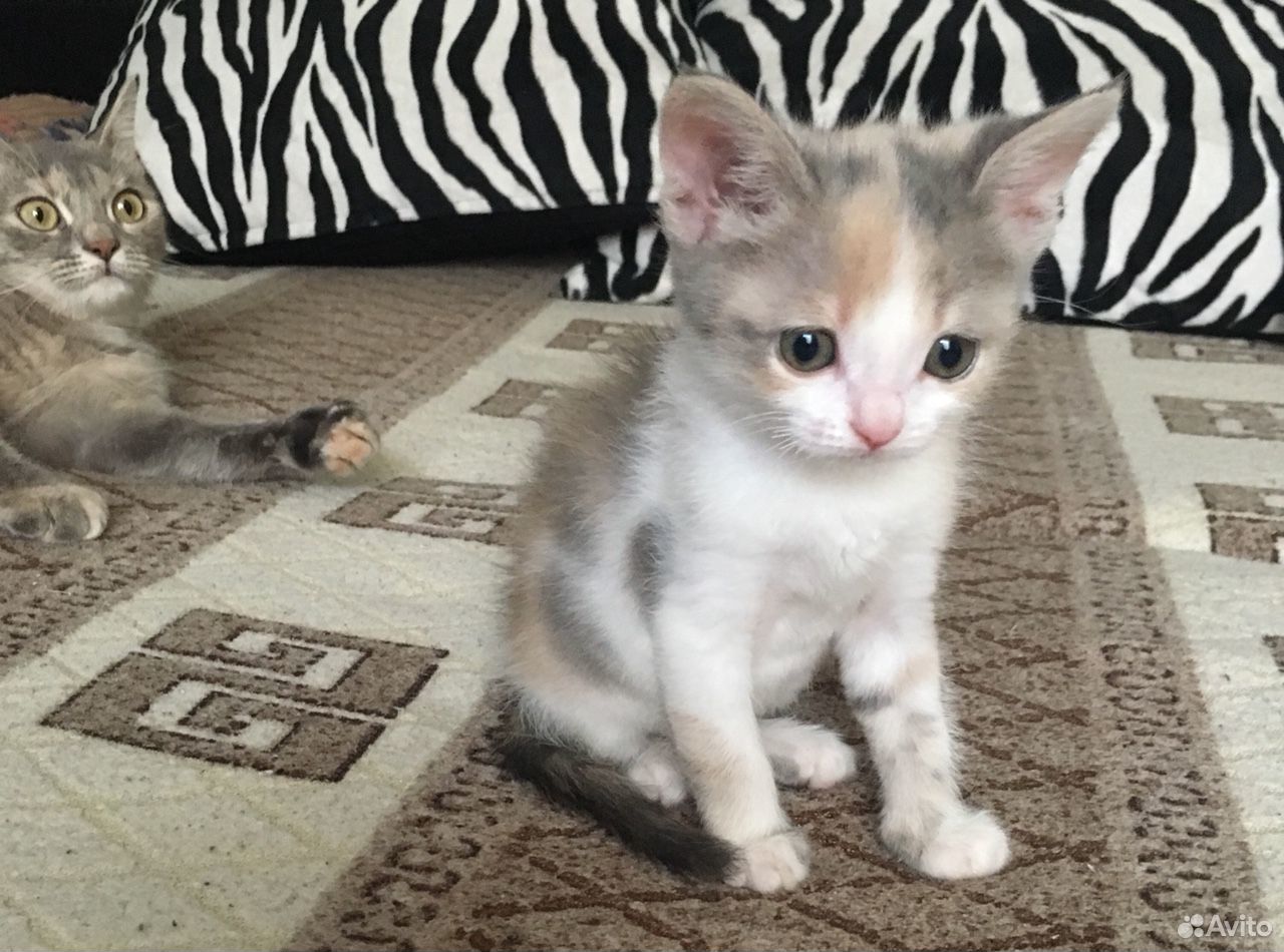 Котята