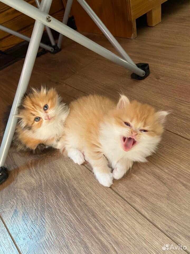 Шотландские котятки