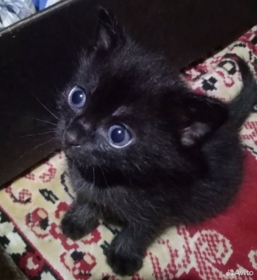 Подарю котеночка
