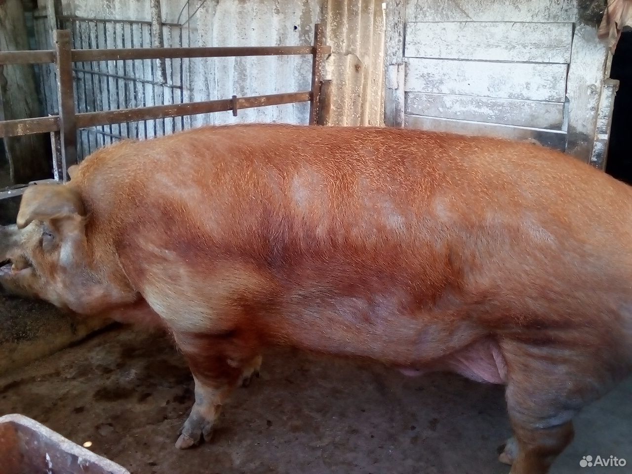 Рабочий хряк