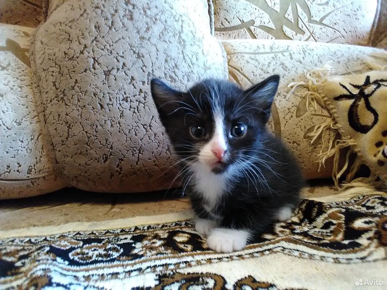 Котятки в ответственные руки