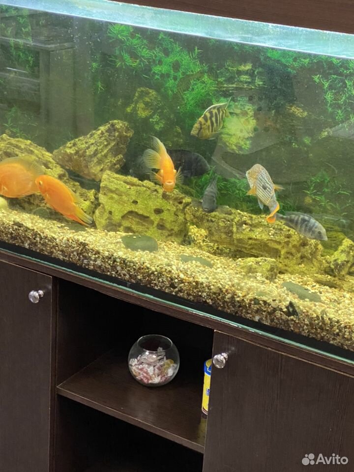 Цихлиды у дар