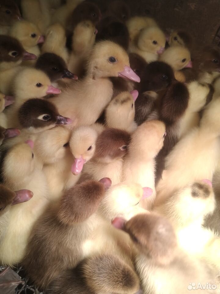 Индоутка Белая, шоколадная