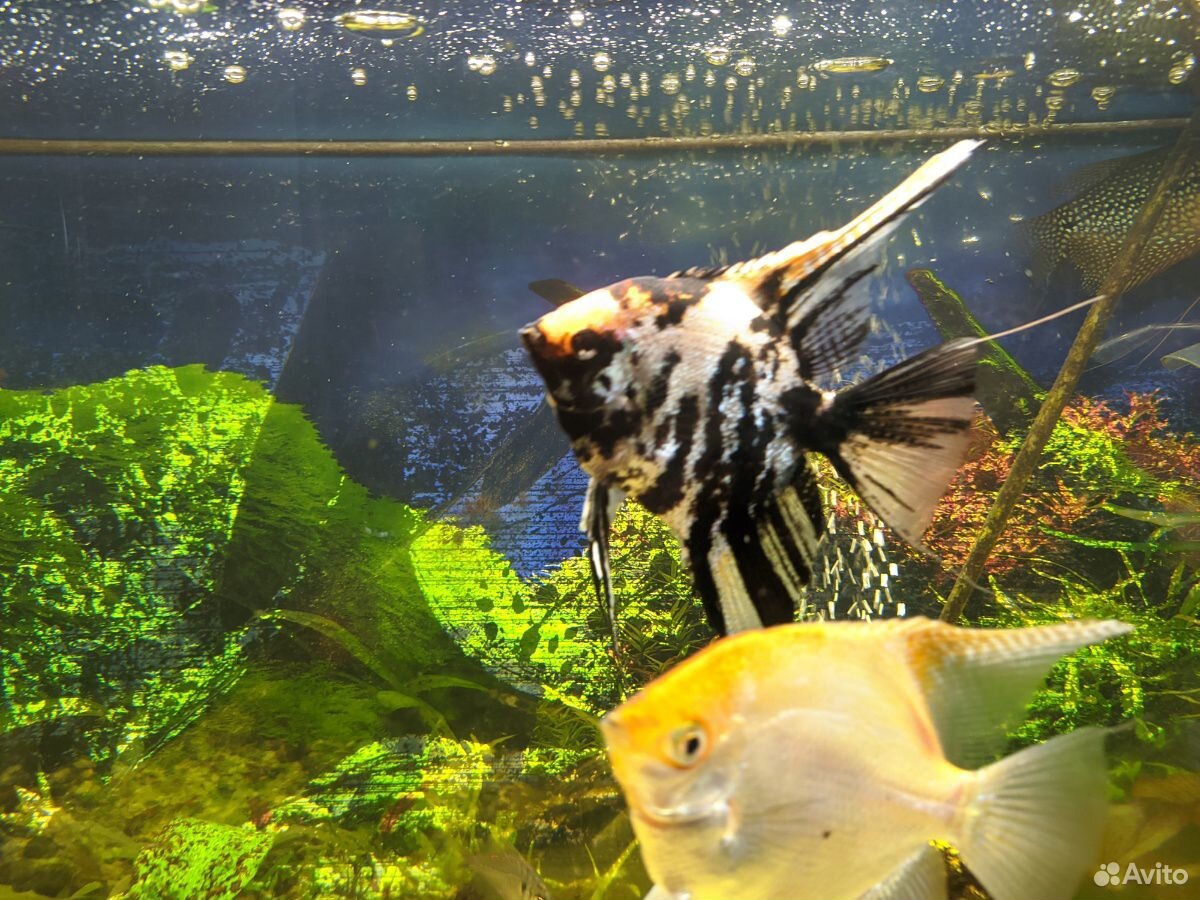 Скалярия кои