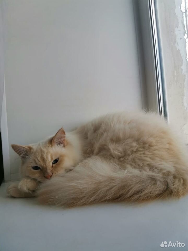 Невский Маскарадный кот ищет кошечку