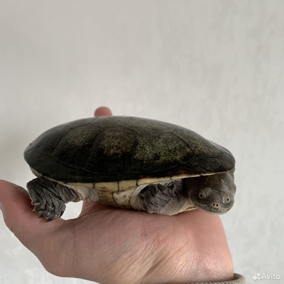 Змеиношейная и Болотная Черепахи