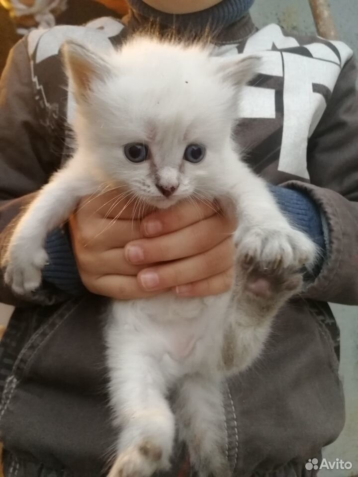 Отдаю котят В добрые руки