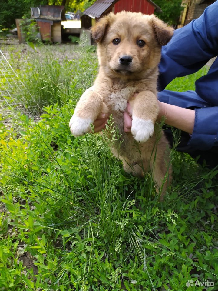 Щенок Шериф ищет дом