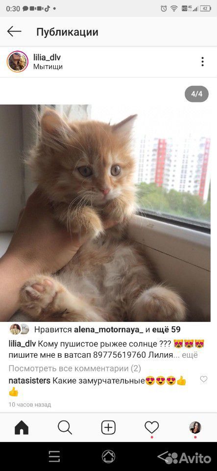 Кошка