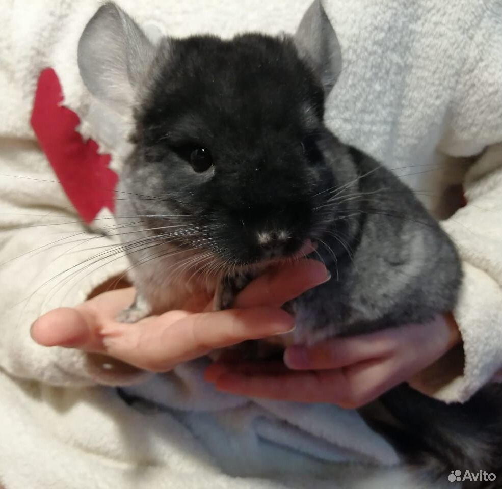 Шиншиллёнок 4 месяца чёрный бархат
