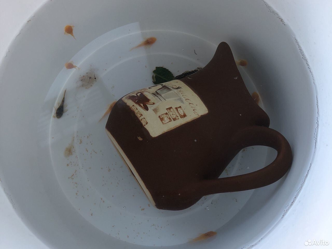 Сомики Анцитруссы